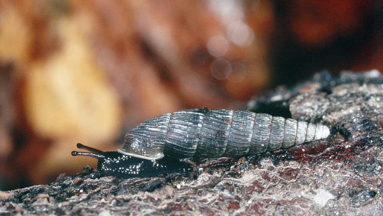 Wilde Nachbarn Thurgau